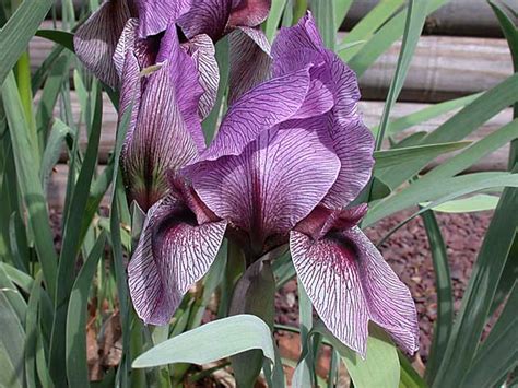 Aril Irises Pacific Bulb Society