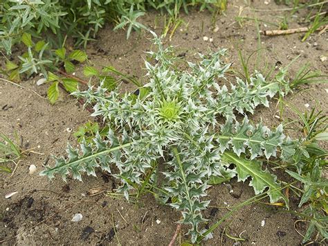 Stekel Distel Plants Thistle