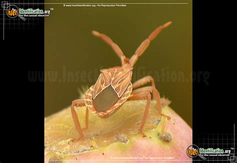 Leaf Footed Bug C Tabulata