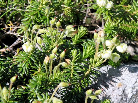アオノツガザクラ Phyllodoce aleutica