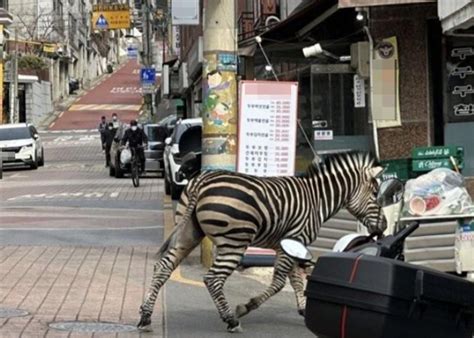 외신에도 등장한 얼룩말 세로의 이유있는 탈출 소동 노컷뉴스