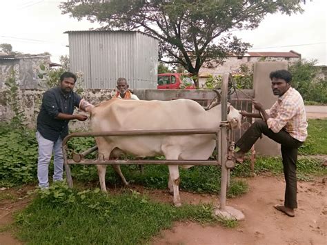 Insemination Cow
