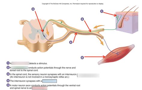 Stimulus Response Diagram Quizlet