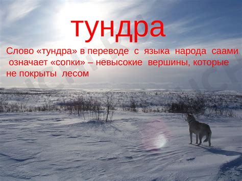 📈 Презентация №4 по теме “Презентация к уроку окружающего мира по теме Природные зоны Тундра