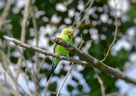 Parrot Forest Bird Free Photo On Pixabay