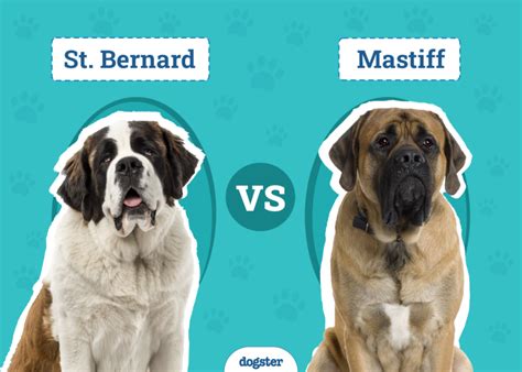 How To Train A Cockapoo 4 Vet Verified Tips And Tricks Dogster