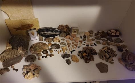 Is This A Fossil Found It A Few Years Ago And It Has Been Sat On A Shelf Idk If Its Just A