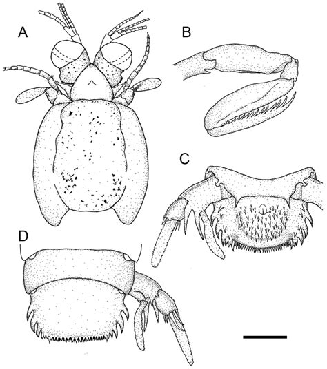 Figure 5 From Wang J W Chiou T H 2017 Three New Records Of Nannosquillidae Crustacea