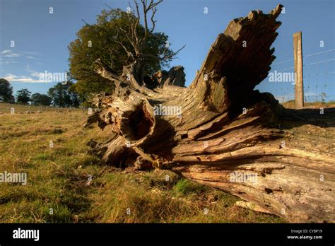 Rotting Tree Trunk Laying In Field Stock Photo Alamy