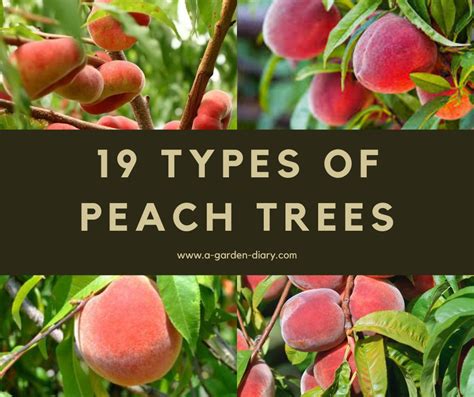 19 Types Of Peach Trees A Garden Diary