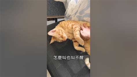 實習生佔據了我的位子，但什麼事也沒做 Cat 貓咪 橘貓 Youtube