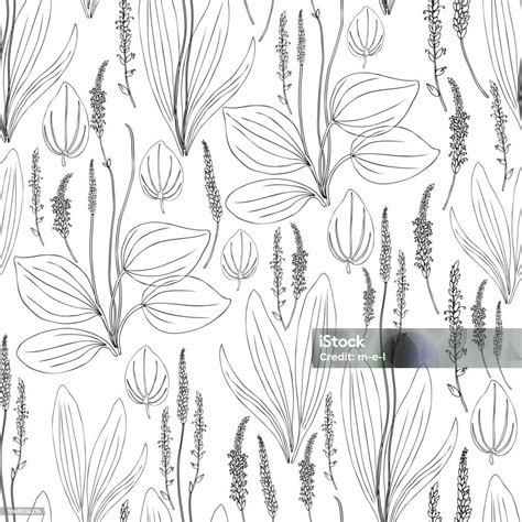 원활한 초본 패턴 큰 질경이 장 주요 약용 식물 야생 필드 꽃 흰색 배경 손으로 그린 벡터 일러스트 레이 션 텍스처 디자인 패키지 차 화장품에 대 한 절연 0명에 대한 스톡