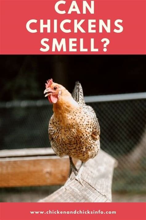 Why Does My Baked Chicken Smell Like Fish At Hayley Forster Blog