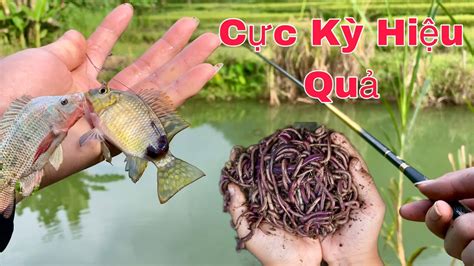 Hướng Dẫn Cách Móc Mồi Giun Câu Rô Phi Siêu Nhảy Câu Cá Rô Phi Hạnh