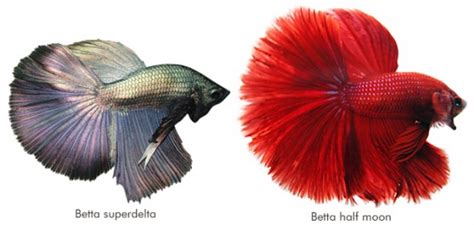Peixe betta guia as principais características deste magnífico