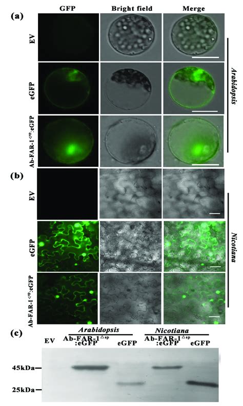 Subcellular Localisation Of Ab Far 1 Δsp In Protoplast Cells Of