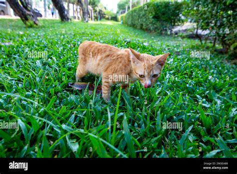 The Brown Skinny Kitten Is Playing On The Grass Background Stock Photo Alamy