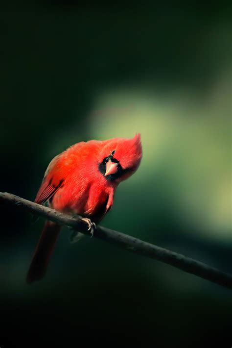 Curious Shutterbug