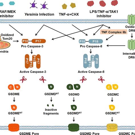 Pro‐inflammatory Caspases‐triggered Pyroptosis Gasdermin D