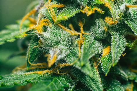 Cogollos De Marihuana Medicinal Conceptos De La Legalización De Las