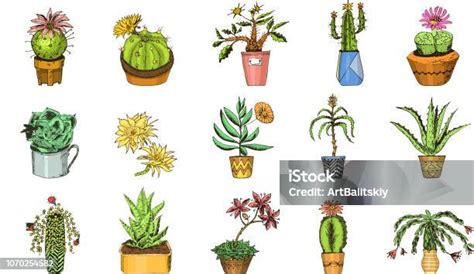 카드에 대 한 귀여운 선인장과 Succulents의 집합입니다 여자에 대 한 스티커입니다 멕시코 Houseplants입니다