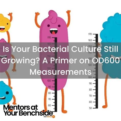 Mentors At Your Benchside Is Your Bacterial Culture Still Growing A