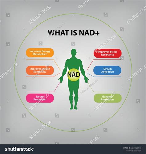 Function Nad Benefit Nad Vector Có Sẵn Miễn Phí Bản Quyền 2239828947