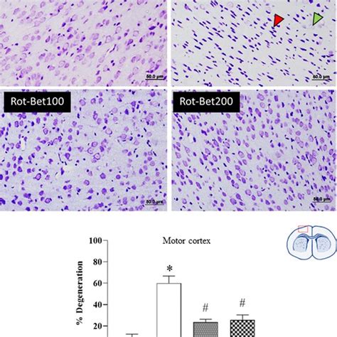 Photomicrographs Of Motor Cortex At Magnification Including Download Scientific Diagram