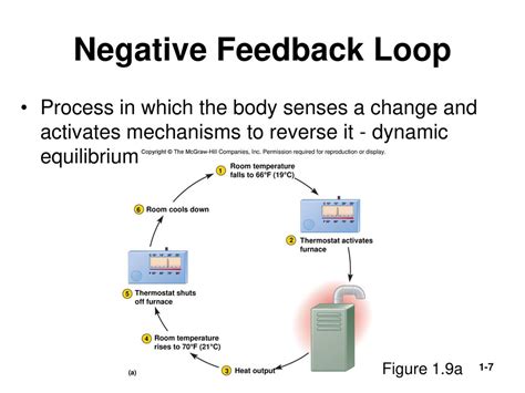 Negative Feedback Loop Thermostat