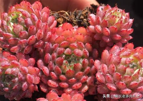 多肉小紅衣和紅寶石美得像花VS紅得像霞誰在你手裡能度夏 每日頭條