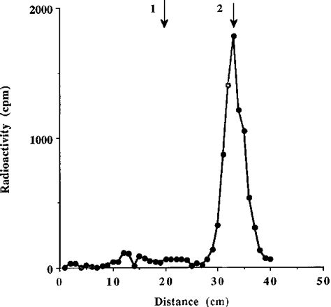 Phosphocellulose Paper Chromatography Of Acid Hydrolysed Radiolabelled