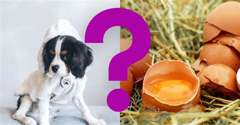 Can Dogs Eat Syrup A Vets Opinion Vetnoms