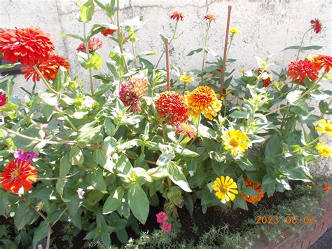 百日草の花壇です。 Tj Adventureのブログ