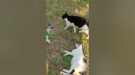 폭력적 삼각관계~질투와 시기심 고양이 라떼와 두이를 질투하는 세이~우유부단한 라떼남냥~♡ㅎㅎ Youtube