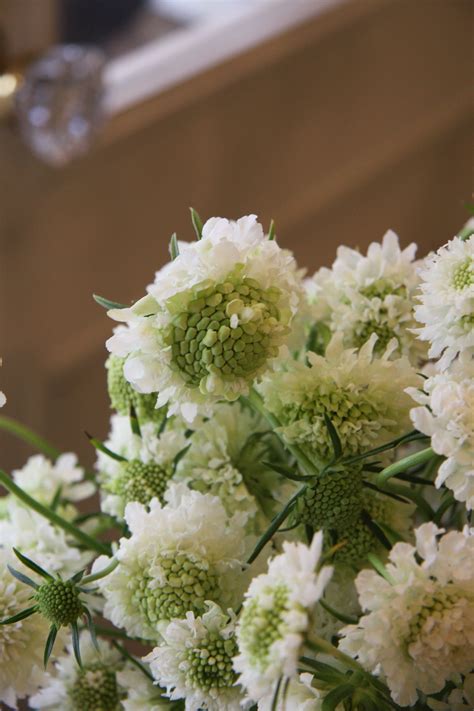 Scabiosa Snow Maiden Вдохновение