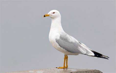 Oregon Gulls Bird Alliance Of Oregon