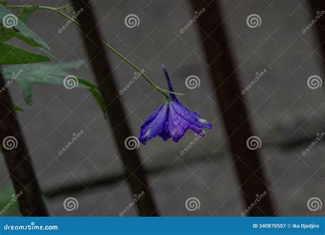 Delphinium Grandiflorum Stock Image Image Of Insect 340870507