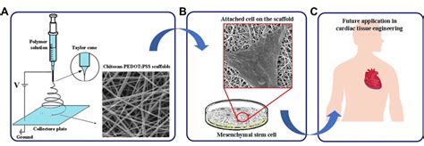 Conductive Nanofiber Scaffold With Chitosan And PEDOT PSS A Download Scientific Diagram
