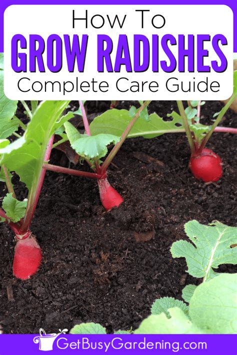Growing Radishes The Complete How To Guide