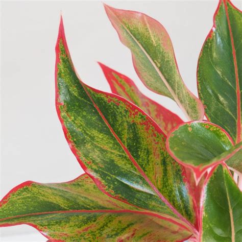 Aglaonema ‘Crete’ Nenáročná, barevná rostlina - Plantizia.cz