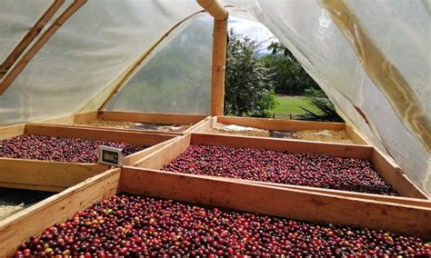 La Cáscara De Café Un Ingreso Adicional Para Los Productores Pero Con
