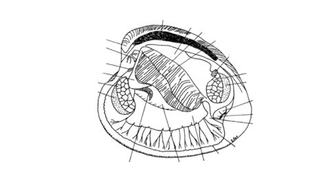 Mollusca Drawing Anatomy Diagram Quizlet