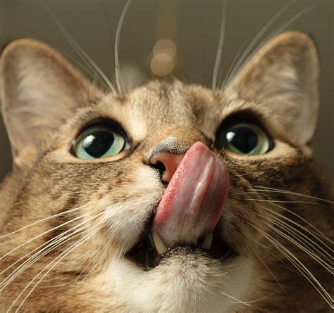 ¡dar De Comer Insectos A Mi Perro O Gato Culturaanimales