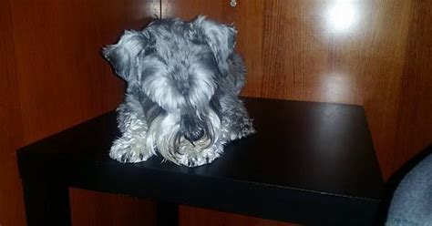 My Dog Hides In The Small Space Between My Leg Rest And Desk When He