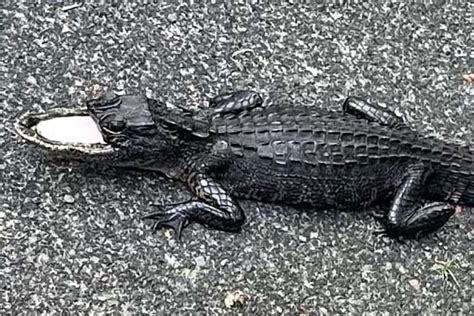 Astonishing Discovery Alligator In Florida Found With Missing Jaw