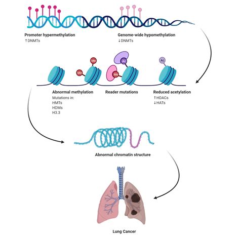 Histone Modifications Rockland