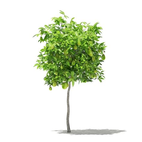 Avocado 3d Models Download