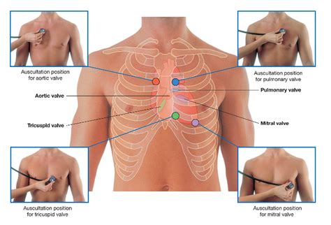 เสียง Heart Sound Nakorn Core Physiology