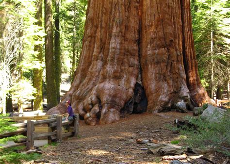 How To Visit Sequoia National Park Dkcicx