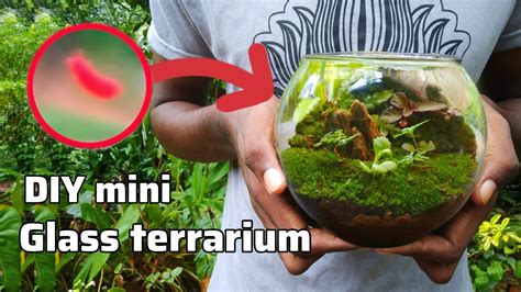 How To Make A Terrarium For Freediy Build A Terrarium At Home Youtube